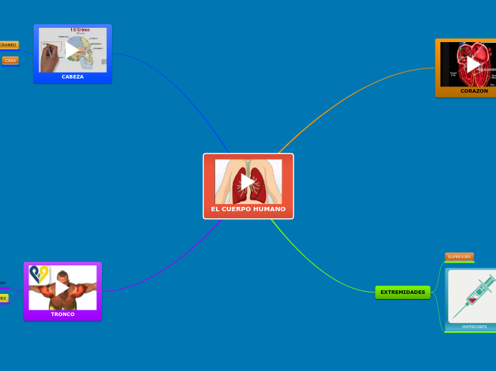 EL CUERPO HUMANO - Mind Map